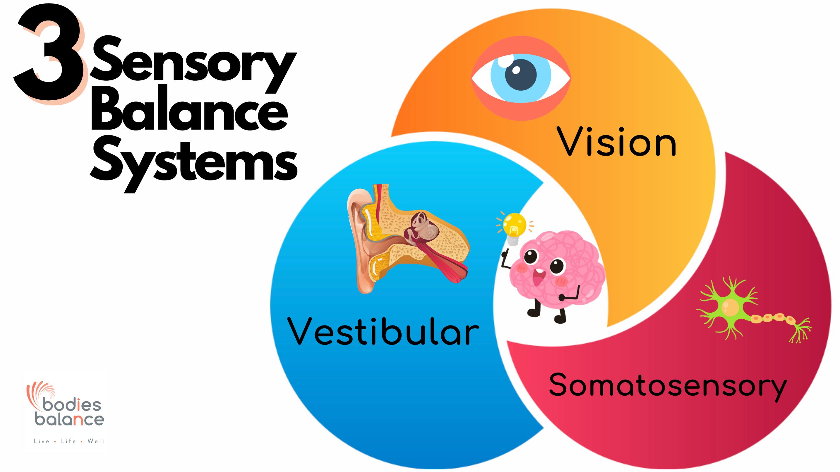 Vestibular System And Balance